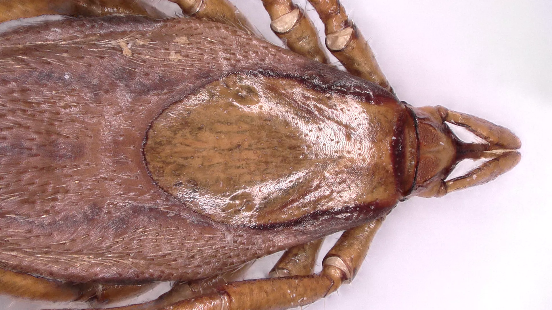 Led by HUN-REN-UVMB researcher, three new tick species were discovered ...