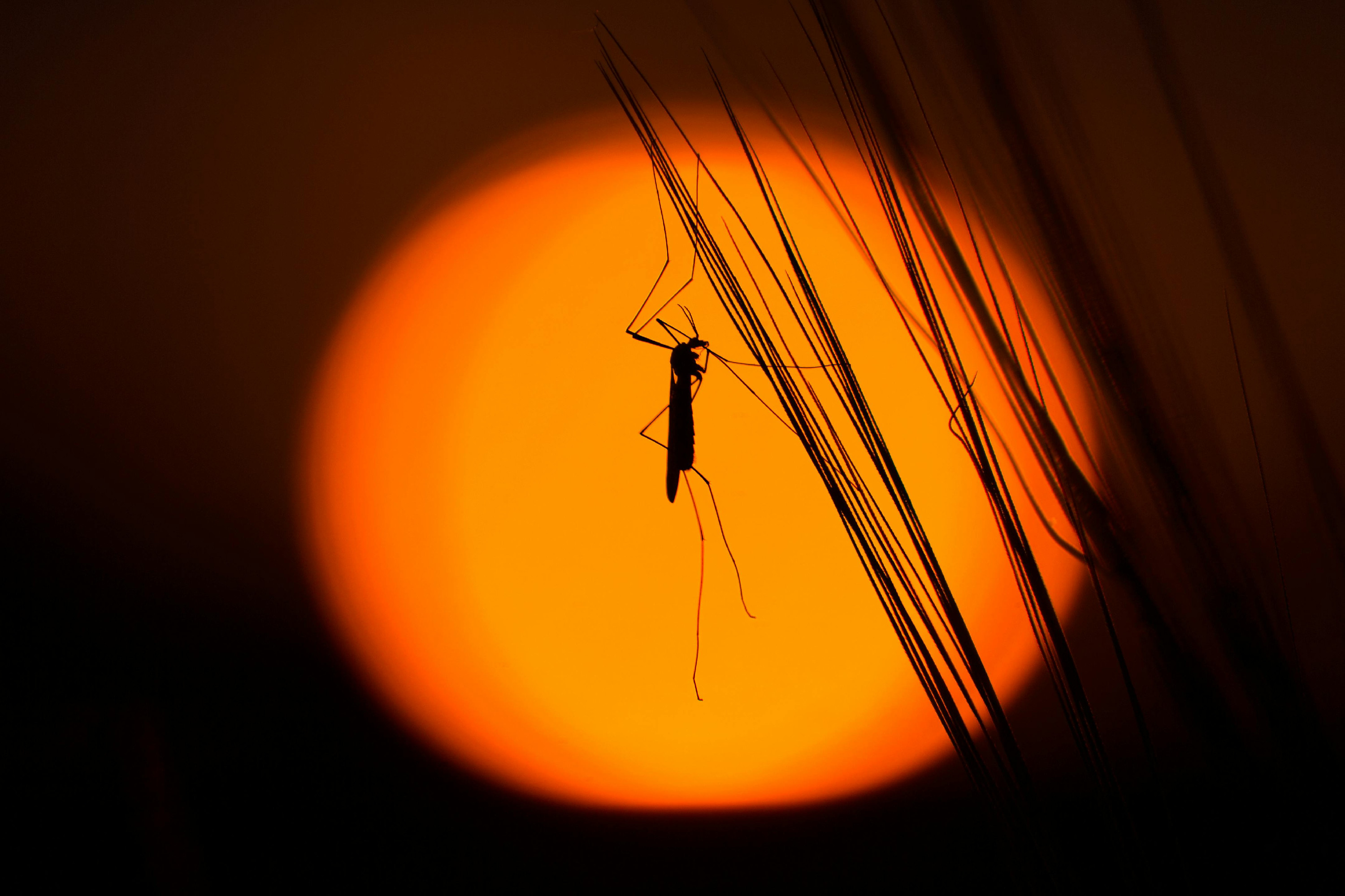 Mosquitoes Thrive Despite Drought – Researchers Once Again Seek Public ...